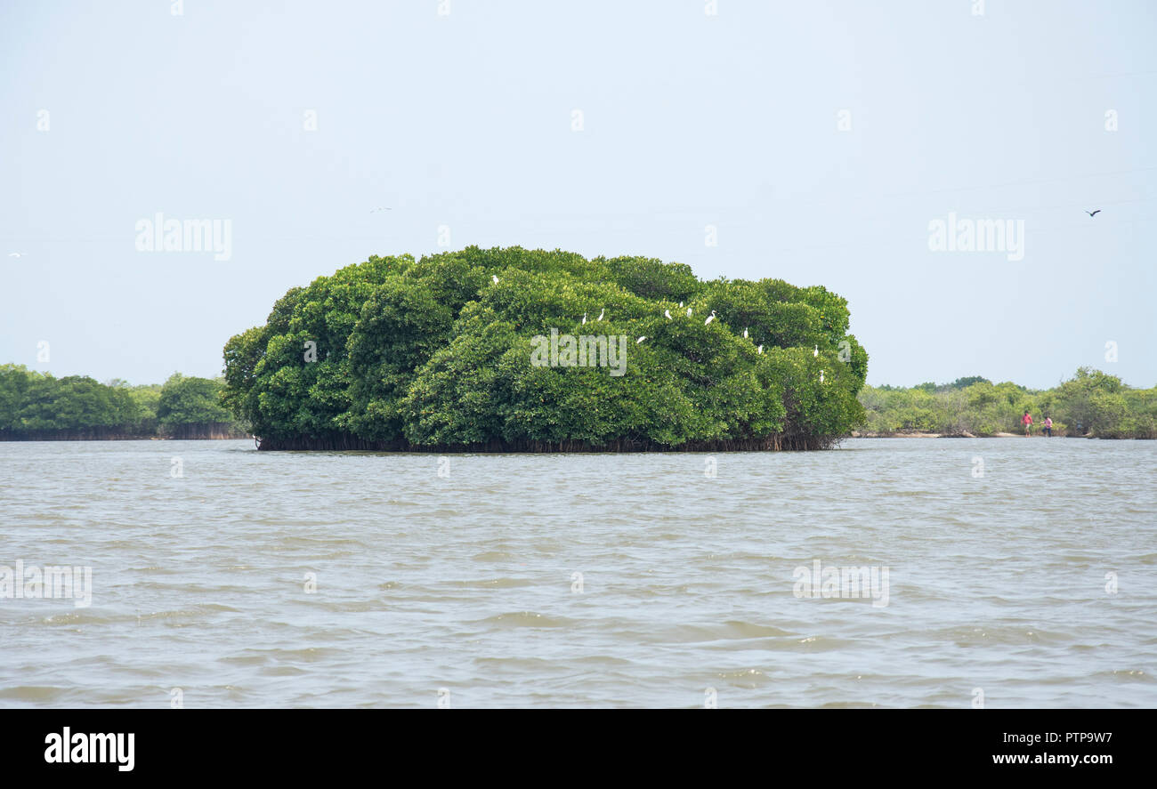 Mangrove forest hi-res stock photography and images - Alamy