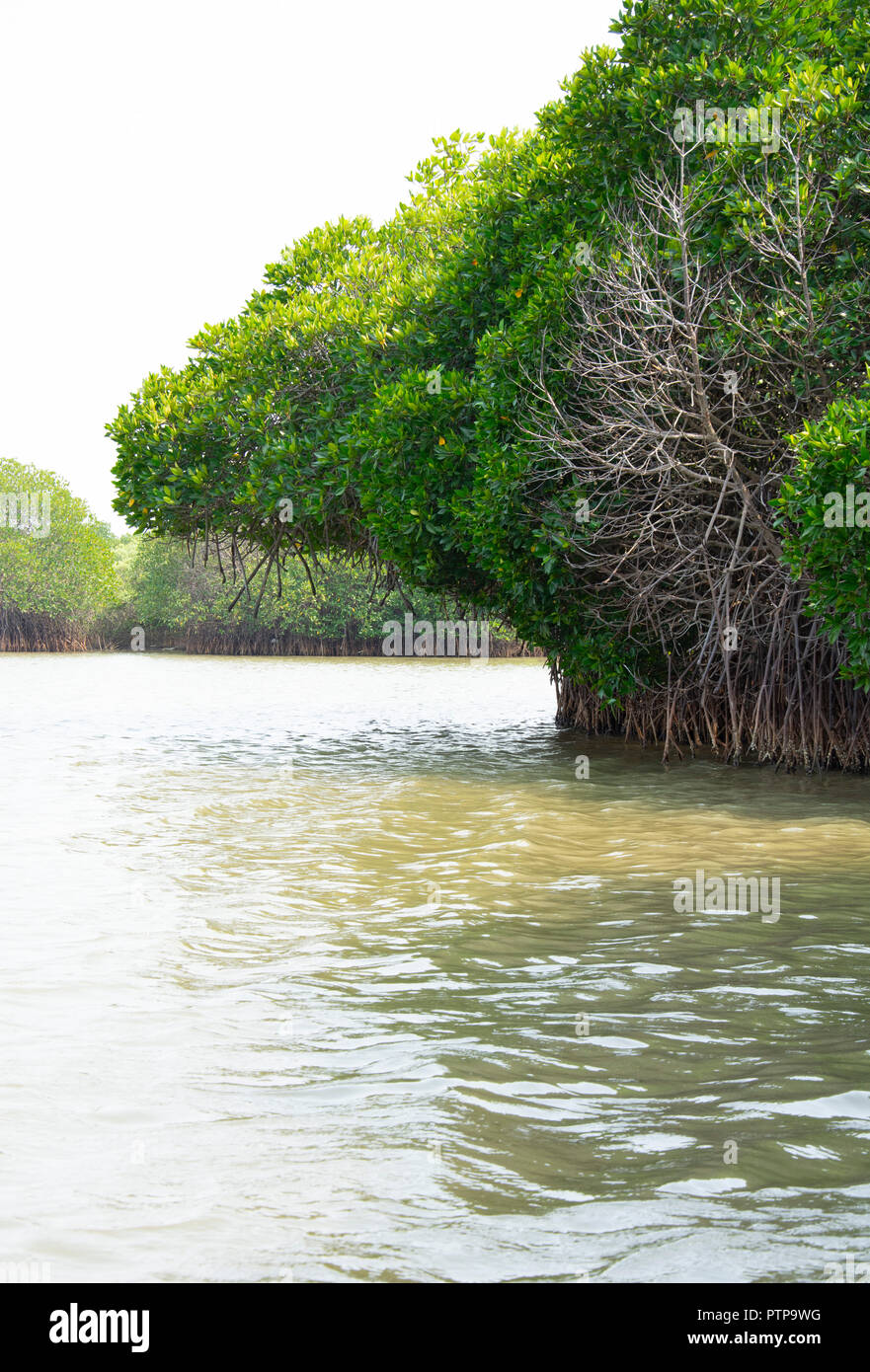 Mangrove forest life sky hi-res stock photography and images - Alamy