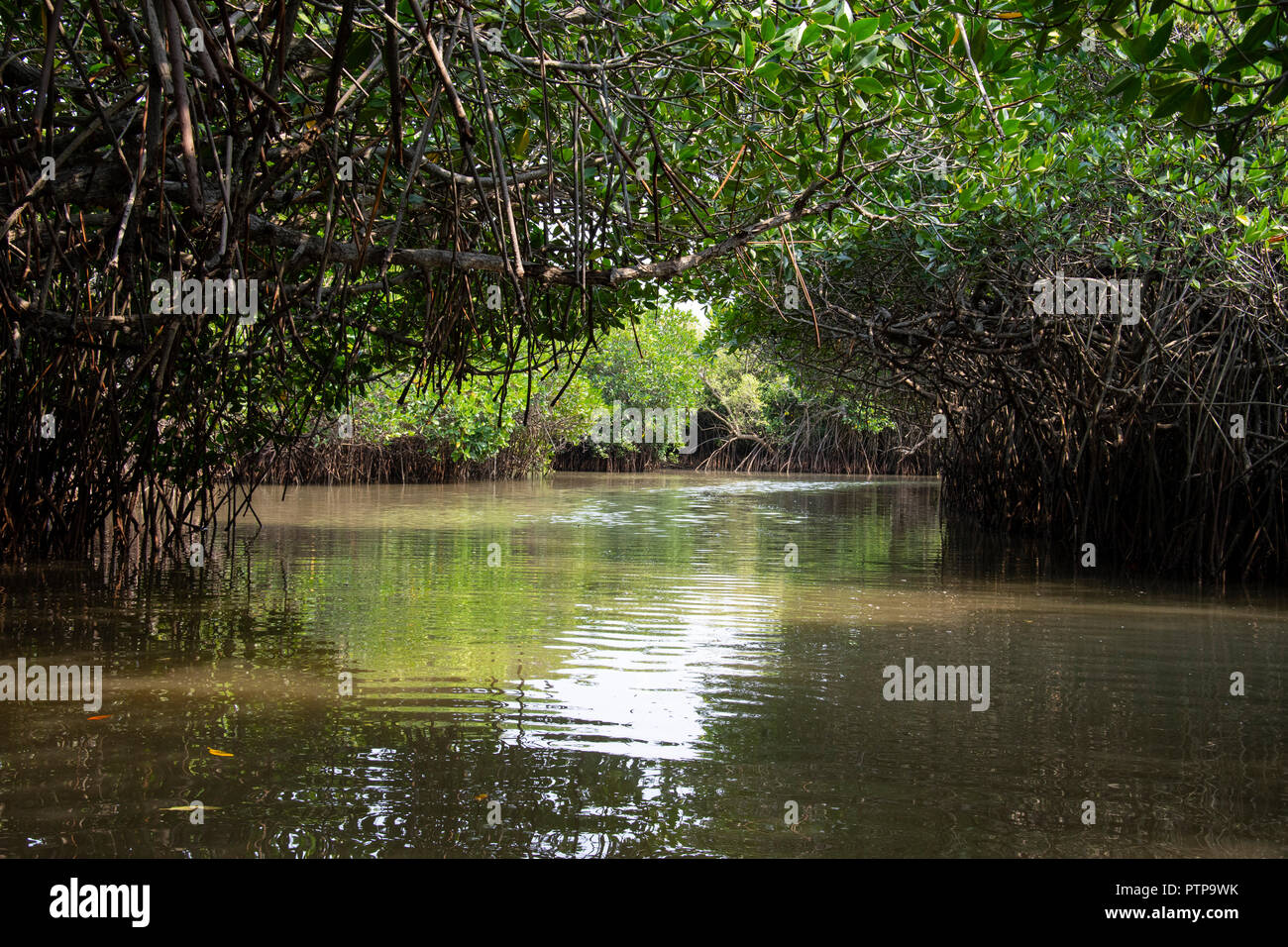 Pichavaram Mangrove Forest High Resolution Stock Photography and Images ...