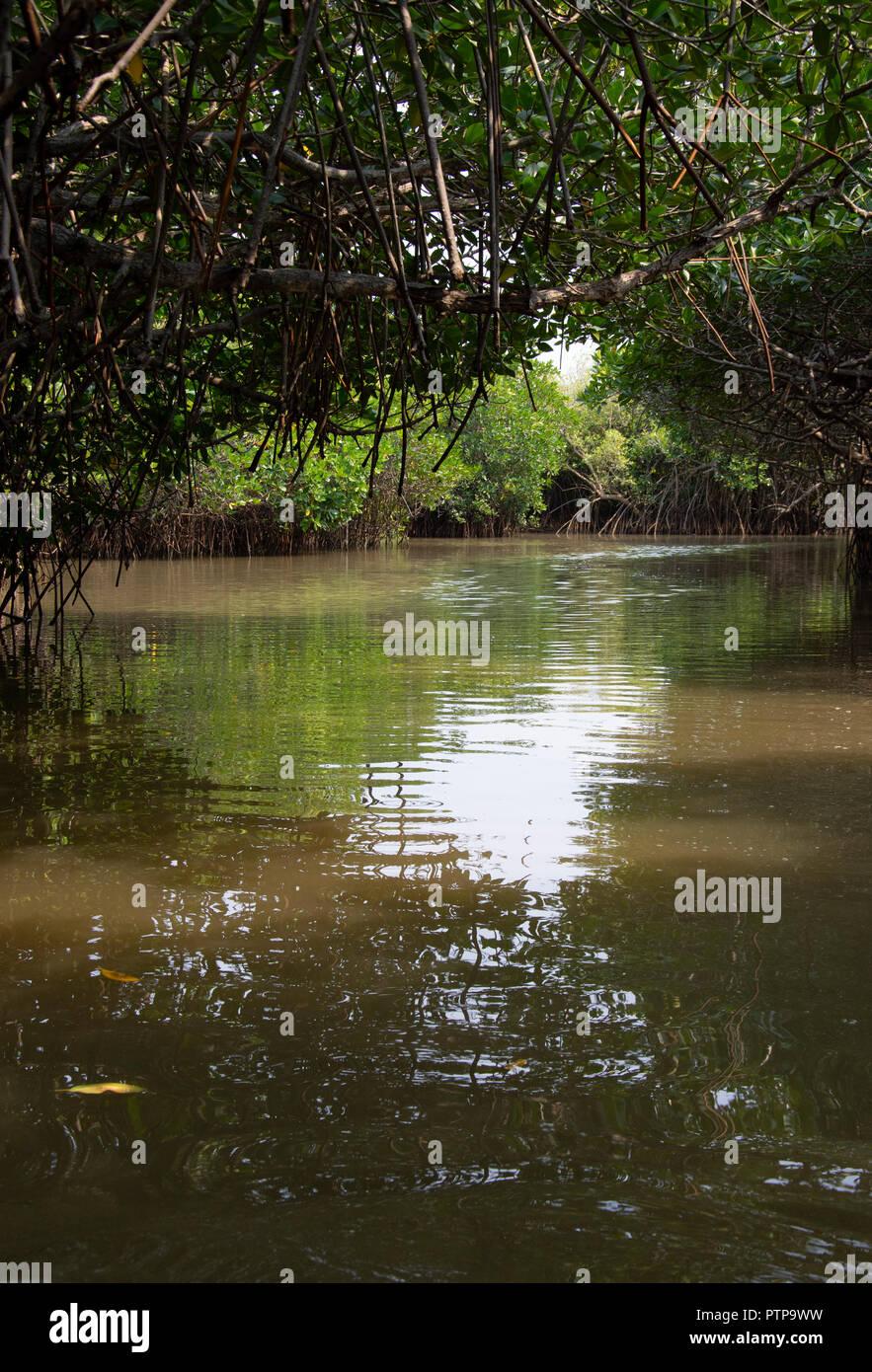 Pichavaram Mangrove Forest! Stock Photo - Alamy Pichavaram Mangrove Forest! Stock Photo - Alamy