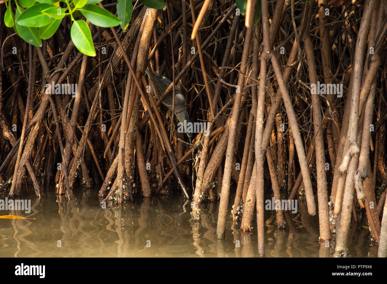 Pichavaram Mangrove Forest! Stock Photo - Alamy Pichavaram Mangrove Forest! Stock Photo - Alamy