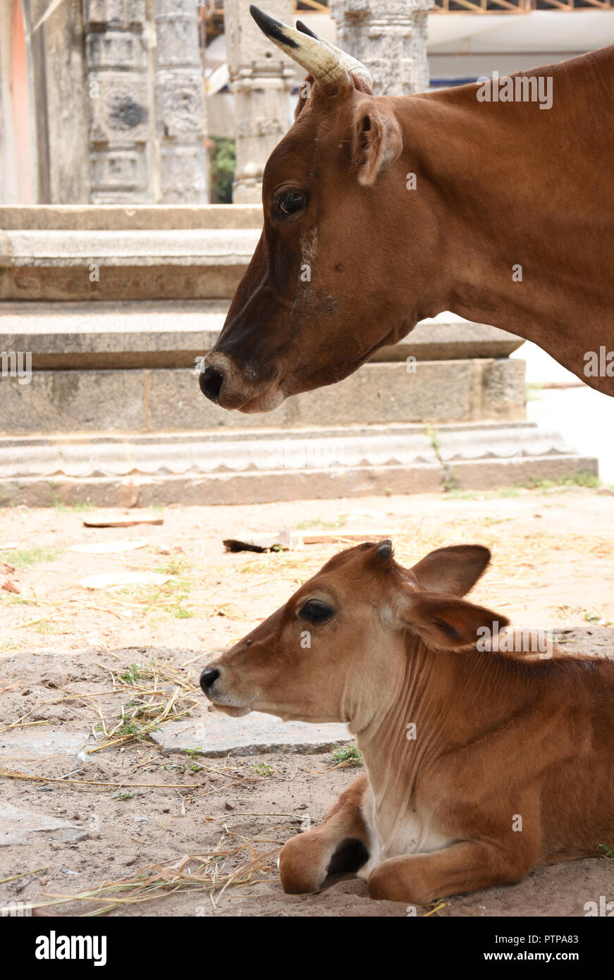 Temple Cow & her Calf at Chidhambaram Temple, South India Stock Photo ...