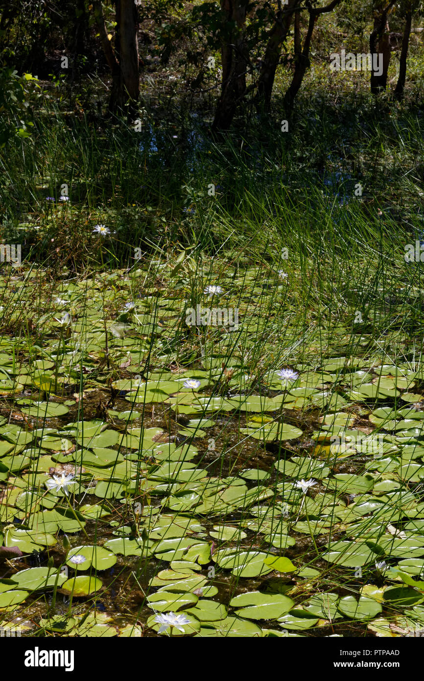 A billabong 1 Stock Photo - Alamy