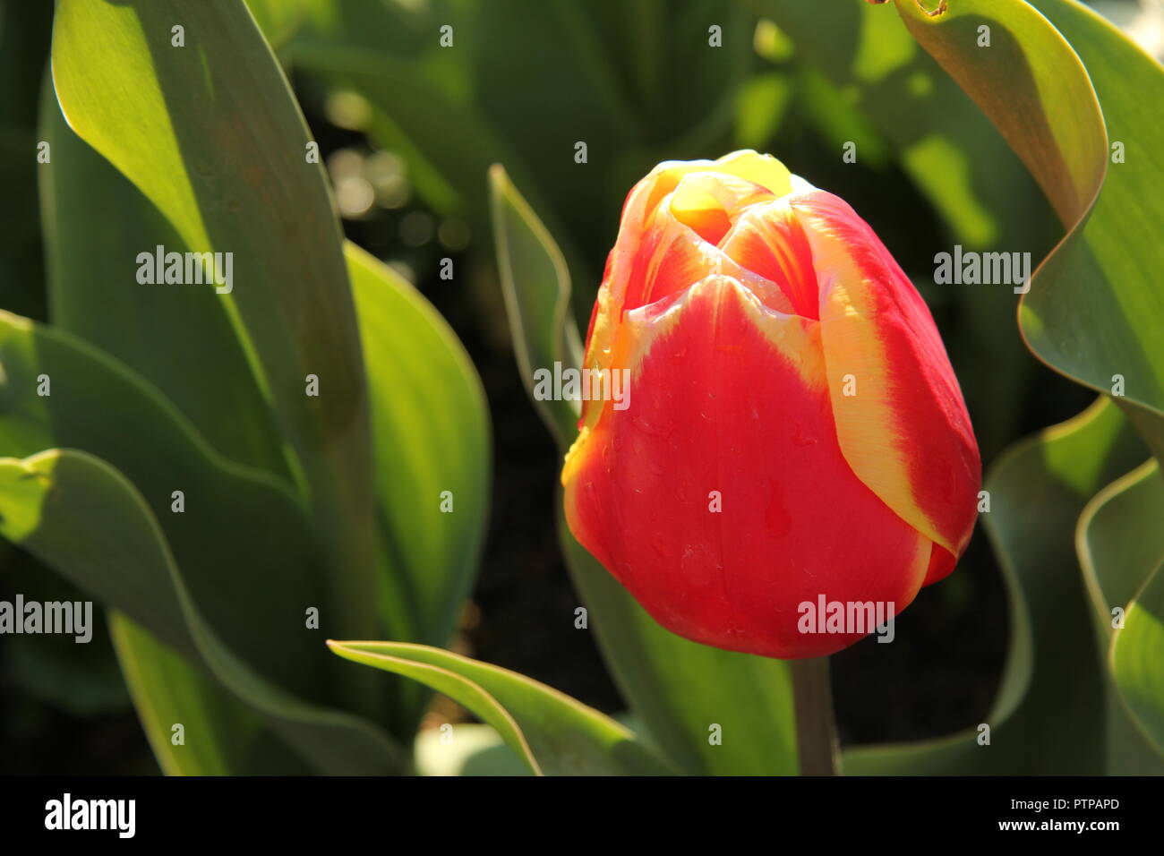 Tulip at Floriade, Canberra Stock Photo - Alamy
