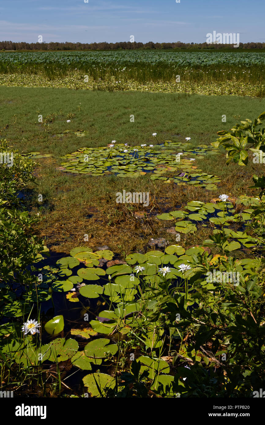 Thriving aquatic life hi-res stock photography and images - Alamy