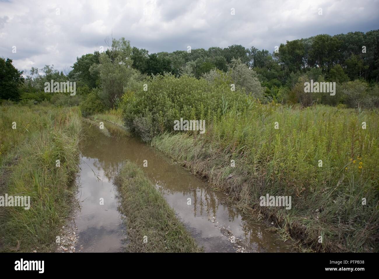 Wien, Lobau, Donauauen - Vienna, Alluvial Forest at the Danube River ...