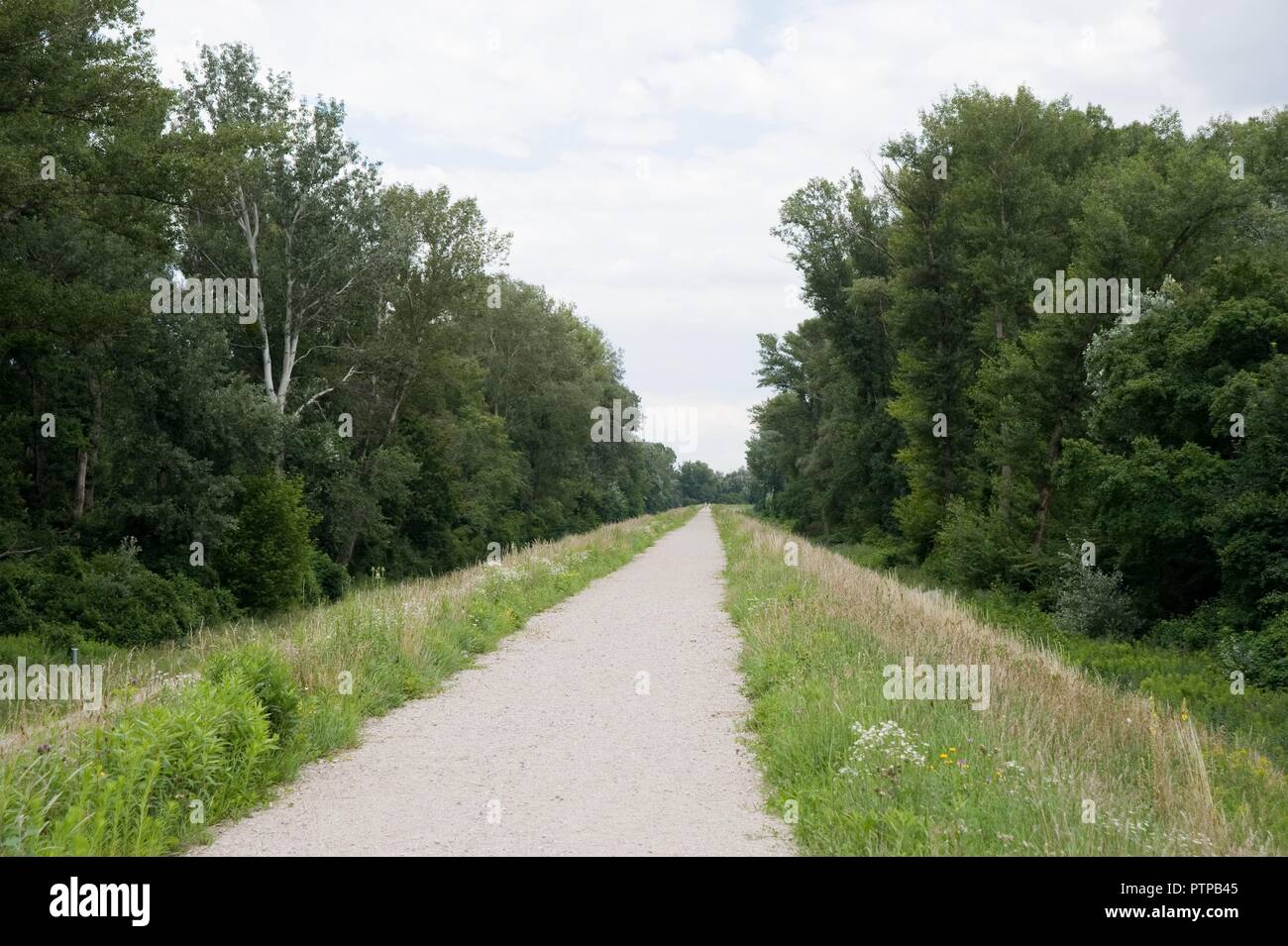 Wien, Lobau, Donauauen - Vienna, Alluvial Forest at the Danube River ...
