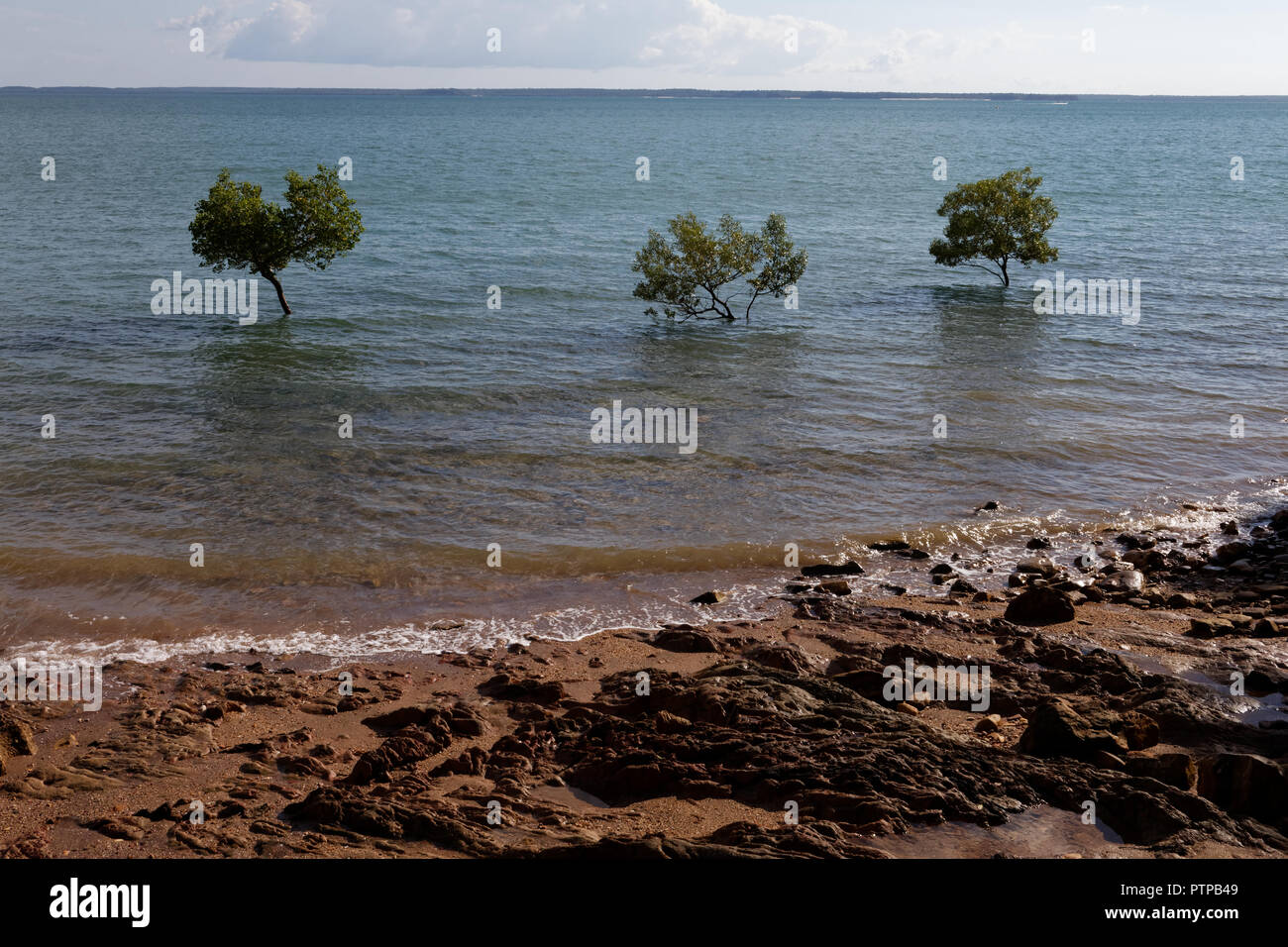 Trees in high tide of the Darwin Harbour Stock Photo - Alamy