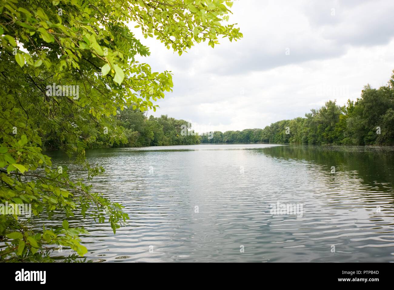 Wien, Lobau, Donauauen - Vienna, Alluvial Forest at the Danube River ...