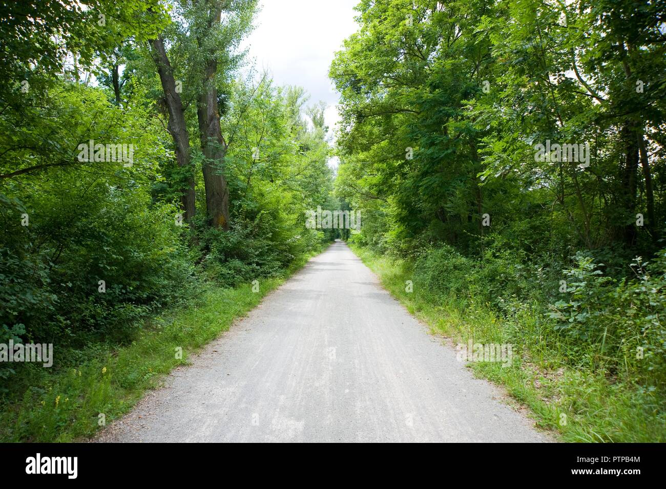 Wien, Lobau, Donauauen - Vienna, Alluvial Forest at the Danube River ...
