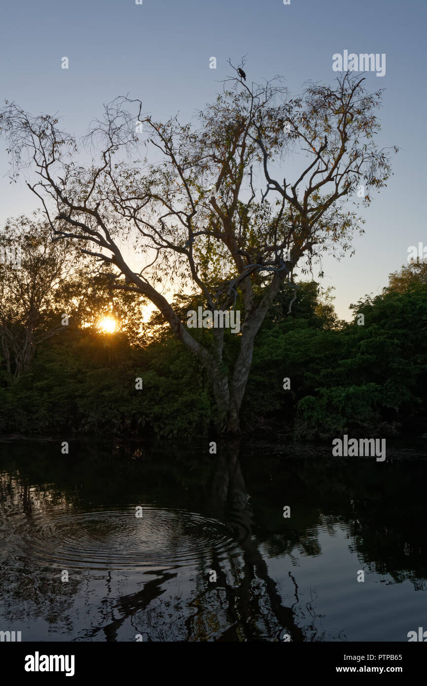 Dramatic view of the tree in the rising sun Stock Photo - Alamy
