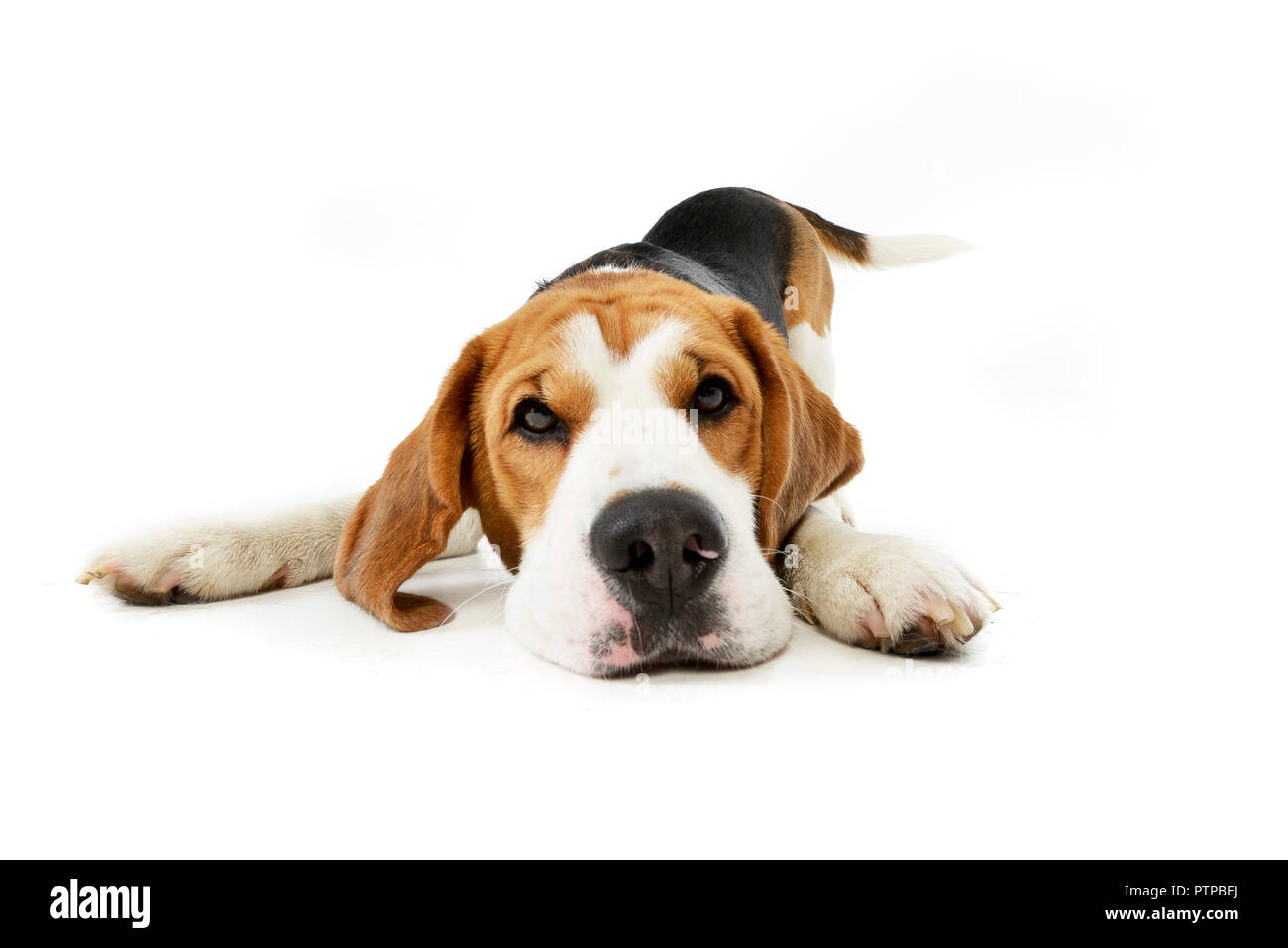 Sad beagle Cut Out Stock Images & Pictures - Alamy