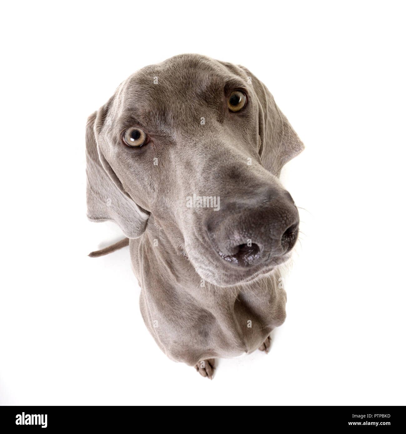 Wide angle portrait of an adorable Weimaraner - studio shot, isolated ...