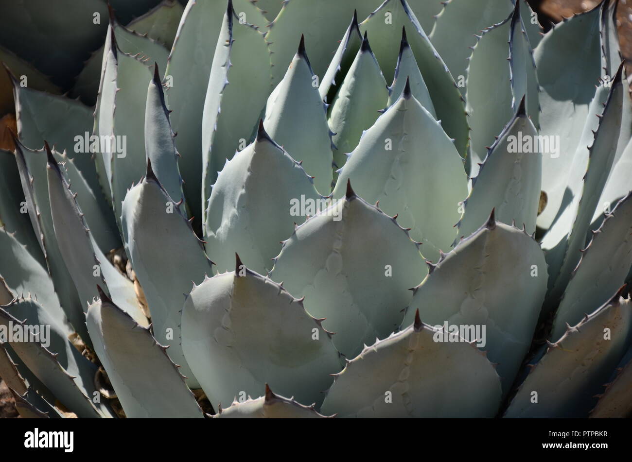 Spiral Aloe Aloe Polyphylla High Resolution Stock Photography and ...