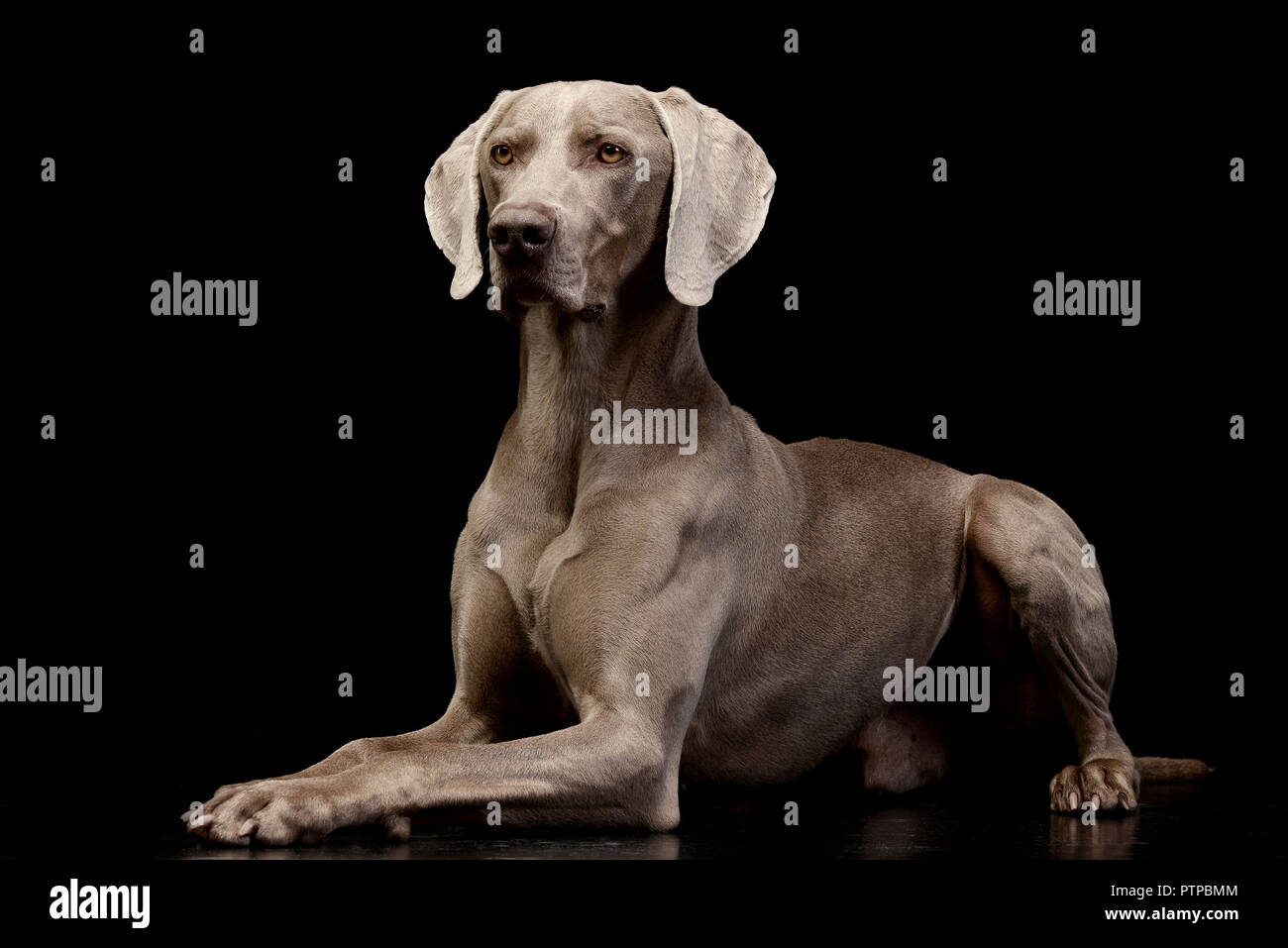 Weimaraner black background hi-res stock photography and images - Alamy