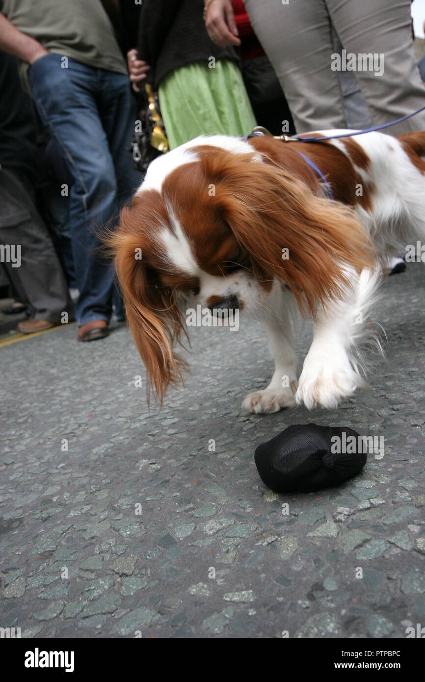 Black pudding throwing championships hi-res stock photography and ...