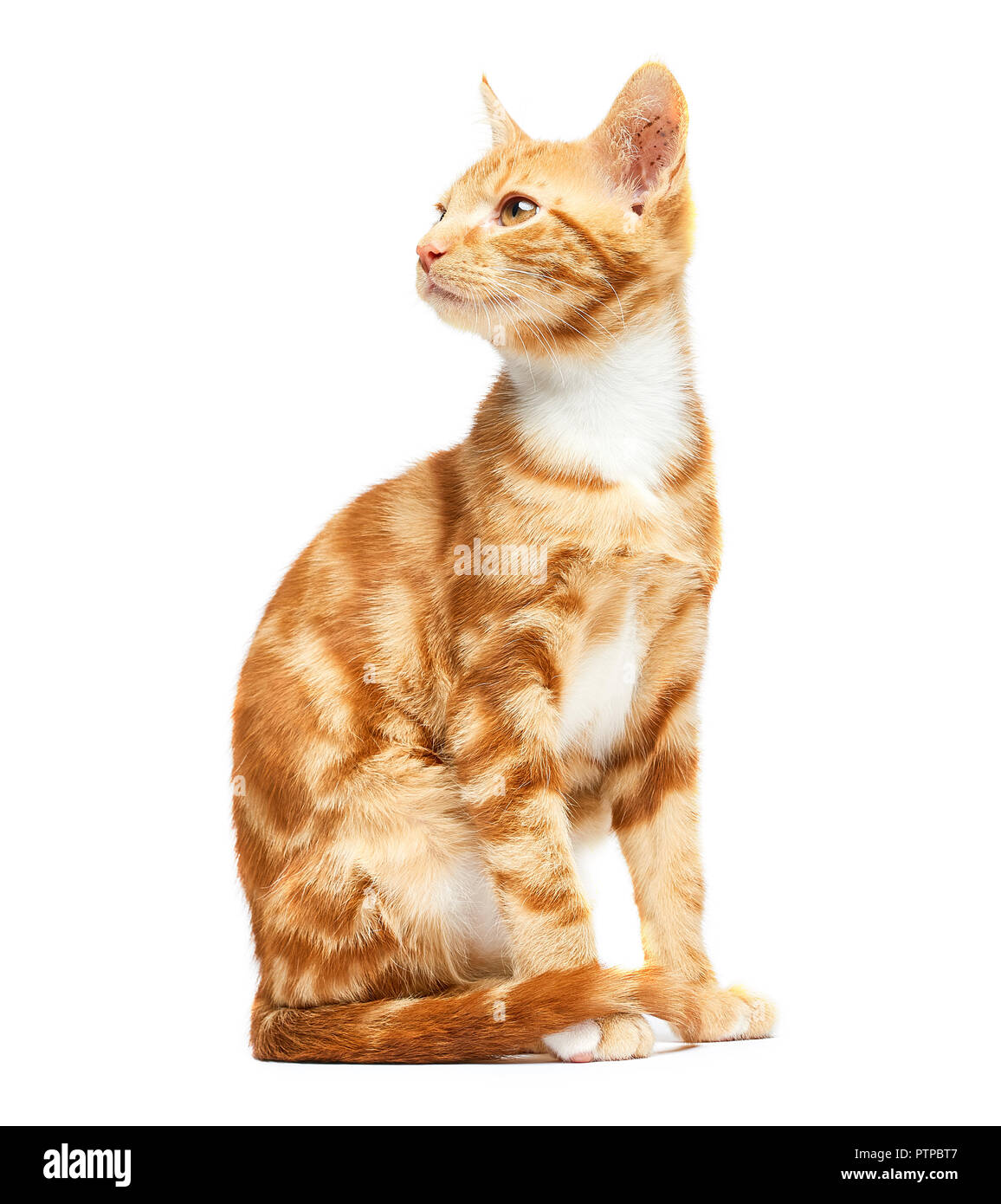 Red tabby hi-res stock photography and images - Alamy