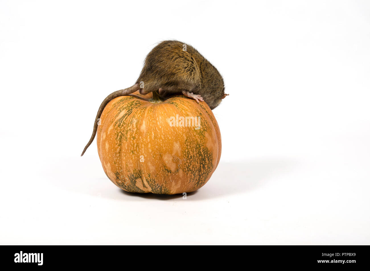 A rat and a pumpkin on a white background Stock Photo - Alamy