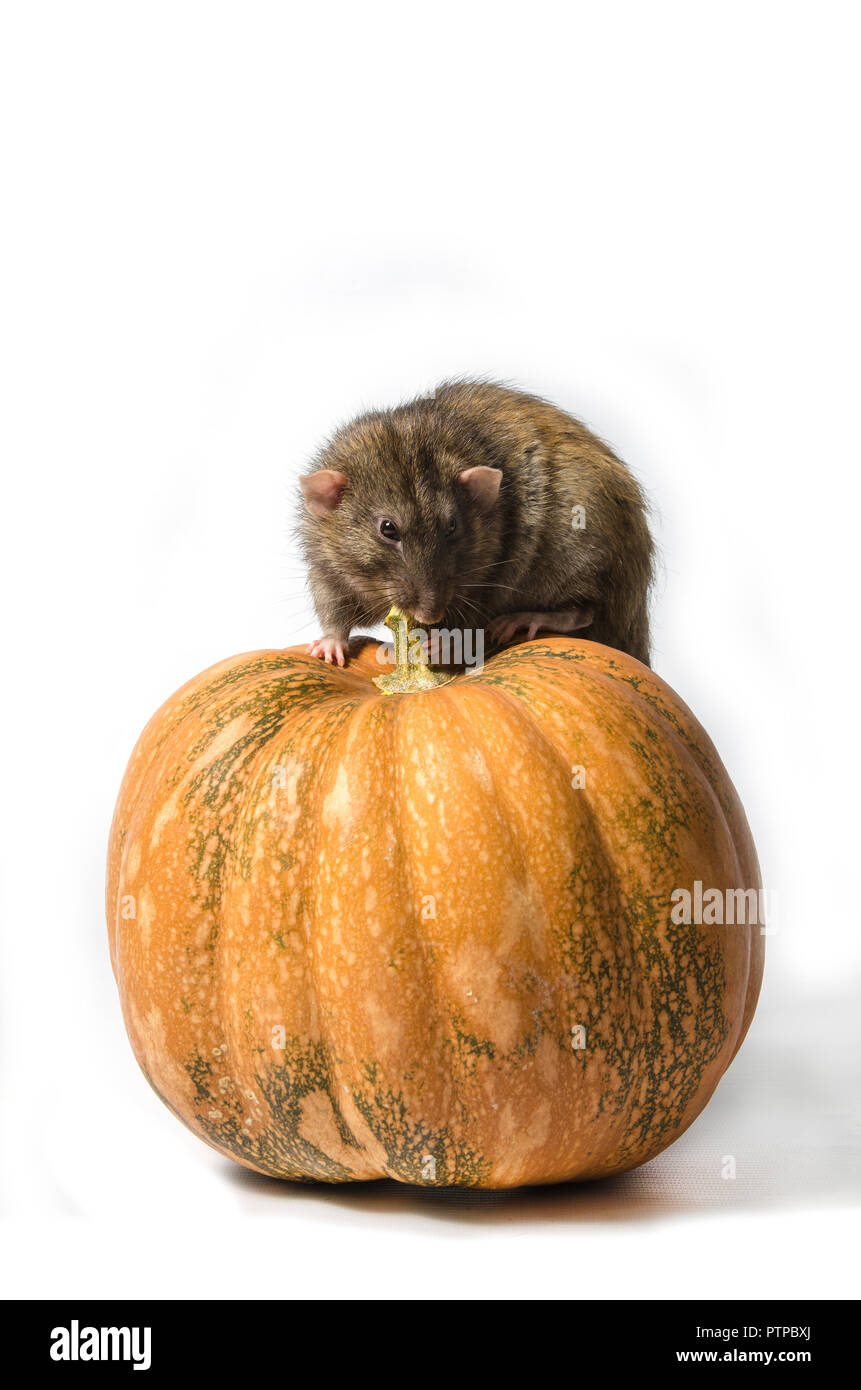 A rat and a pumpkin on a white background Stock Photo - Alamy