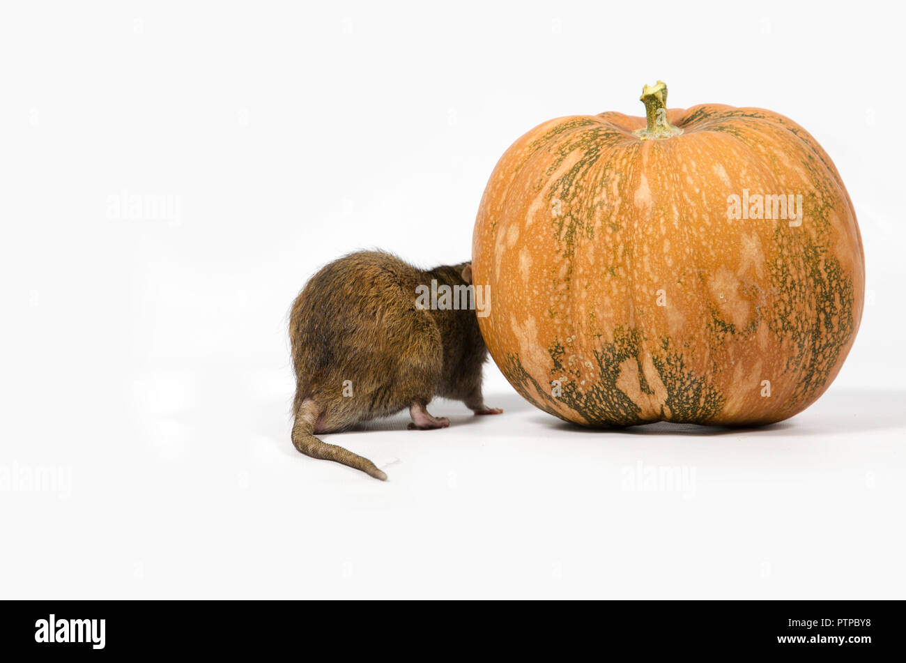 A rat and a pumpkin on a white background Stock Photo - Alamy