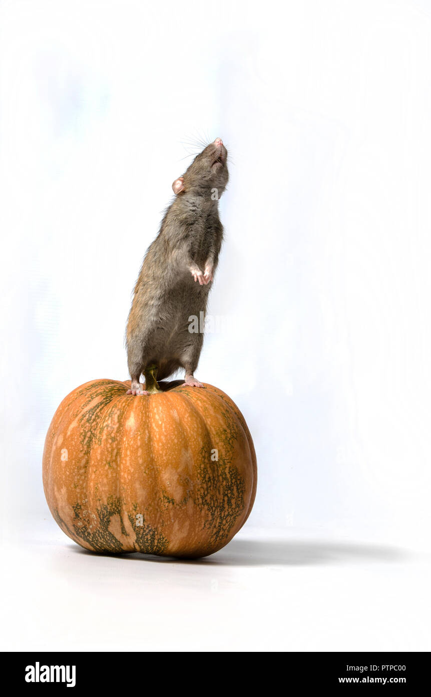 A rat and a pumpkin on a white background Stock Photo - Alamy
