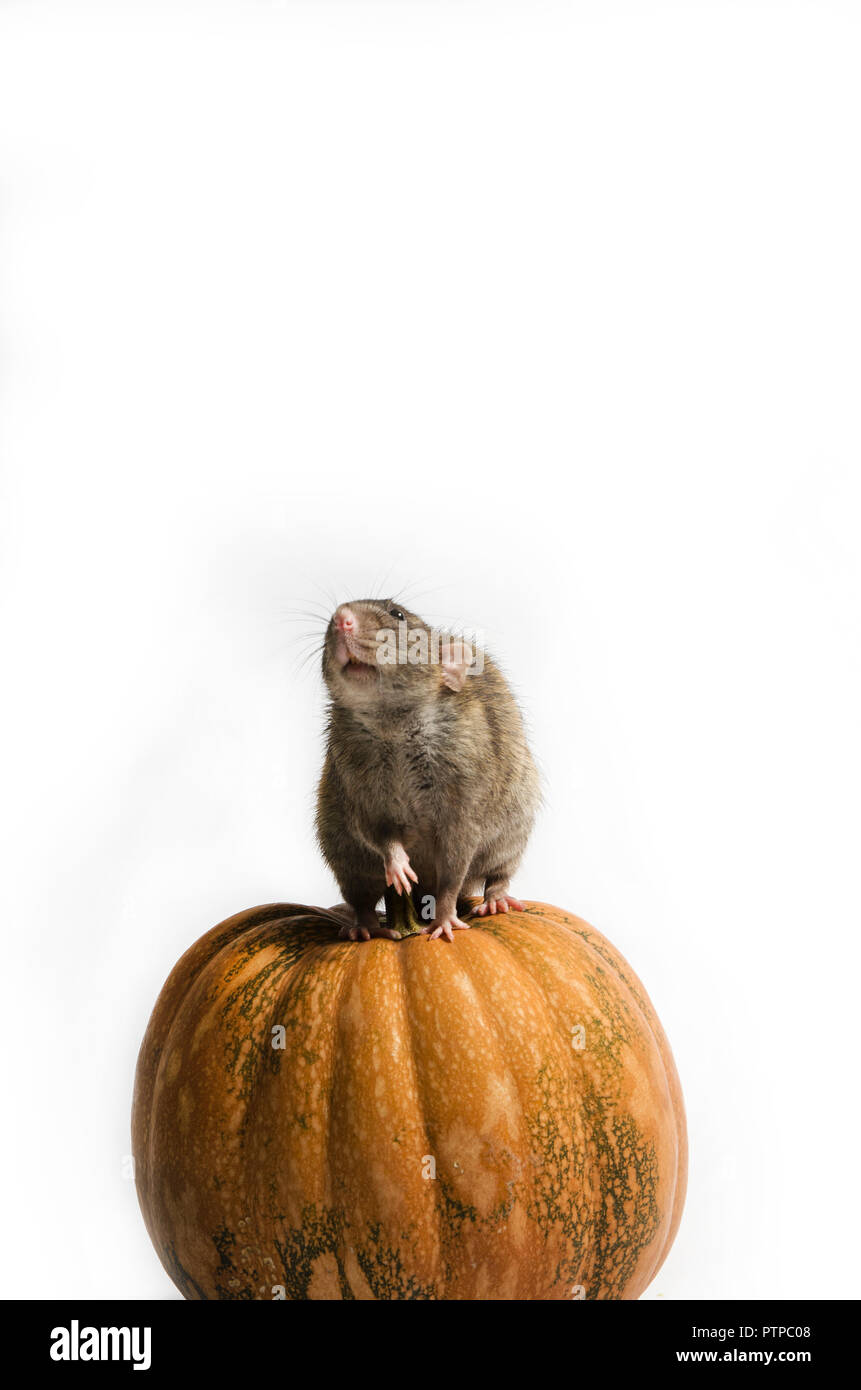 A rat and a pumpkin on a white background Stock Photo - Alamy