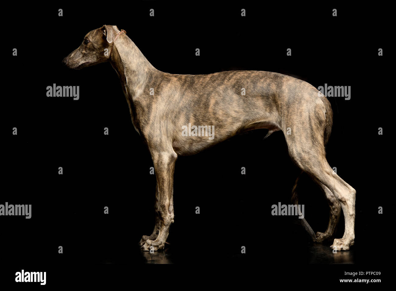 Greyhound leg hi-res stock photography and images - Alamy
