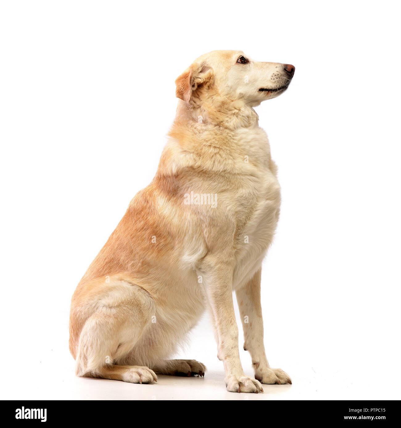Dog Side View Sitting Dog Side View Sitting