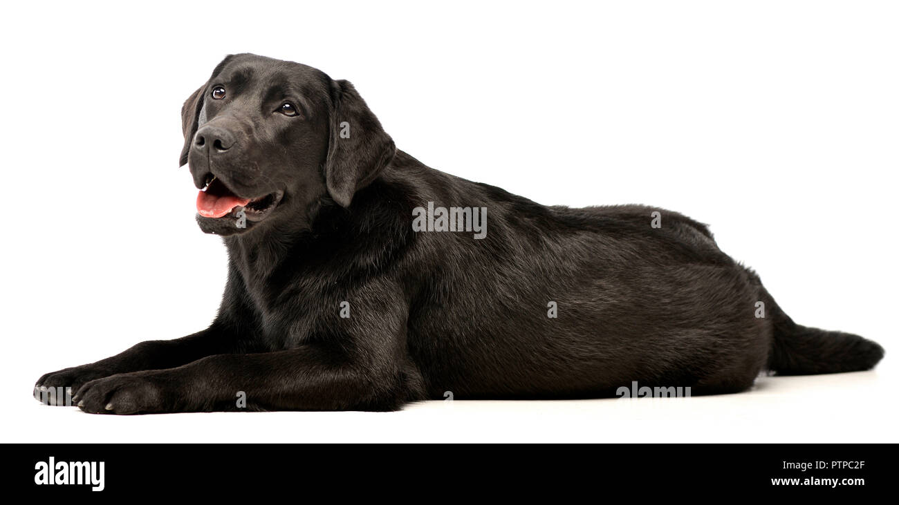 Labrador side view Cut Out Stock Images & Pictures - Alamy