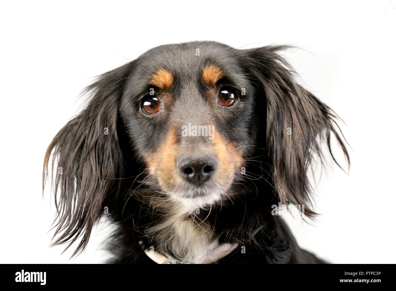 Portrait of an adorable Dachshund - studio shot, isolated on white ...