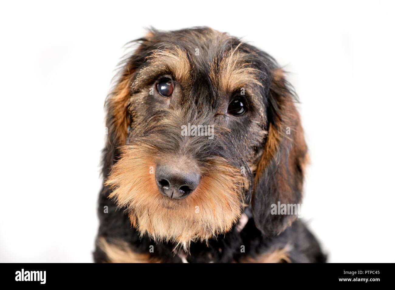 Portrait of an adorable Dachshund - studio shot, isolated on white ...