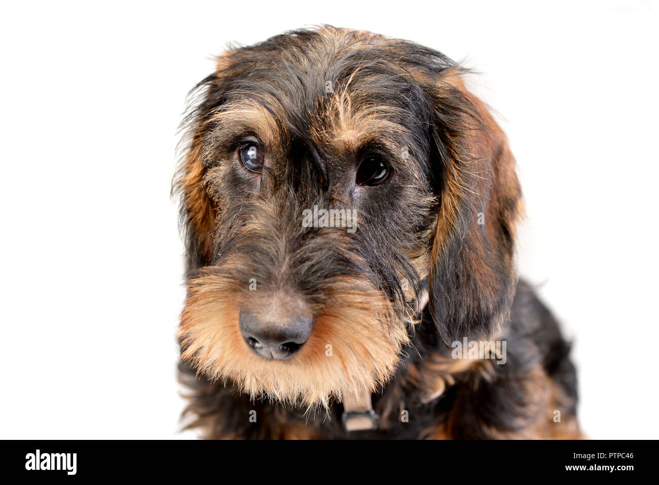 Portrait of an adorable Dachshund - studio shot, isolated on white ...