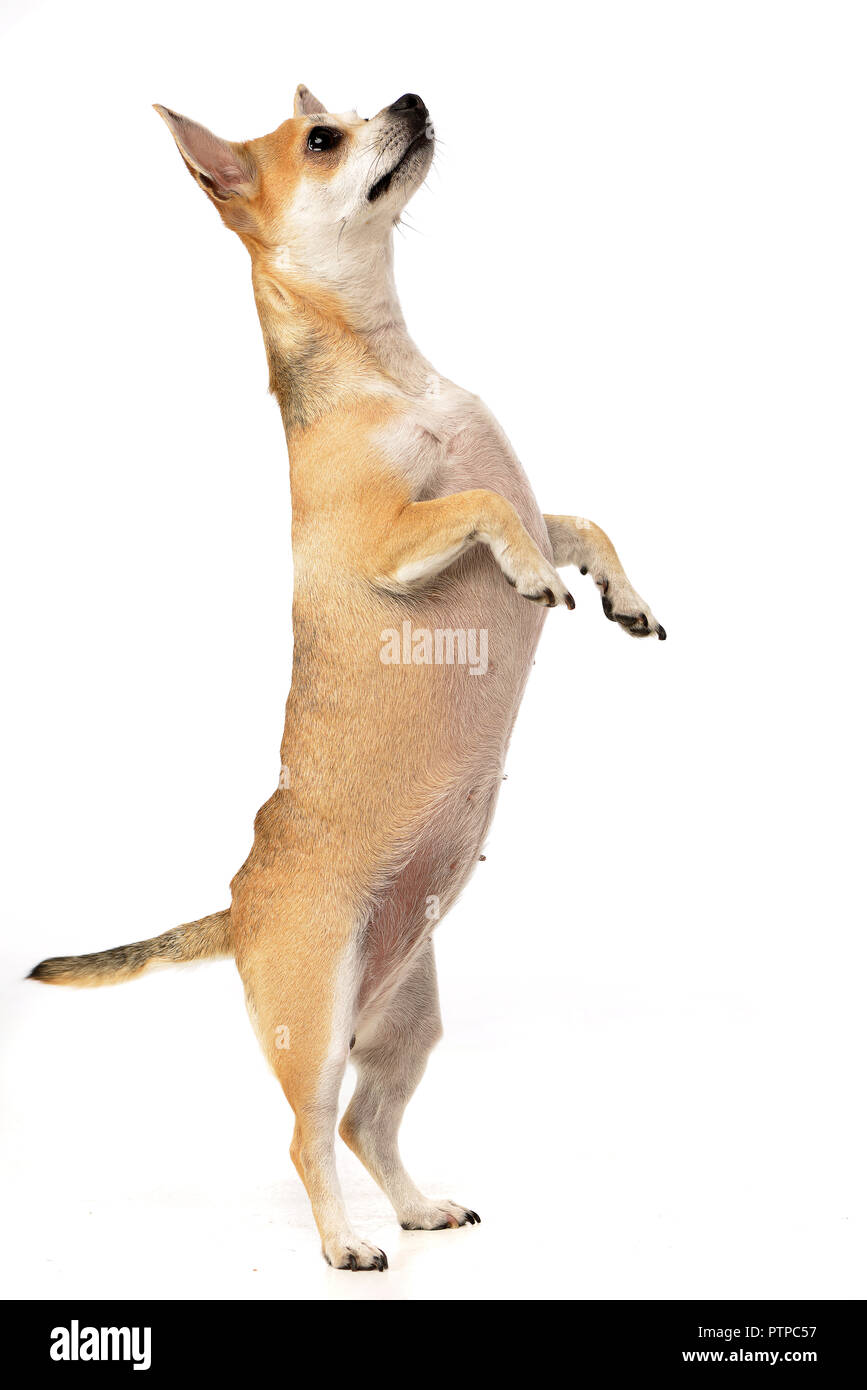 An adorable Chihuahua standing on hind legs - studio shot, isolated on ...