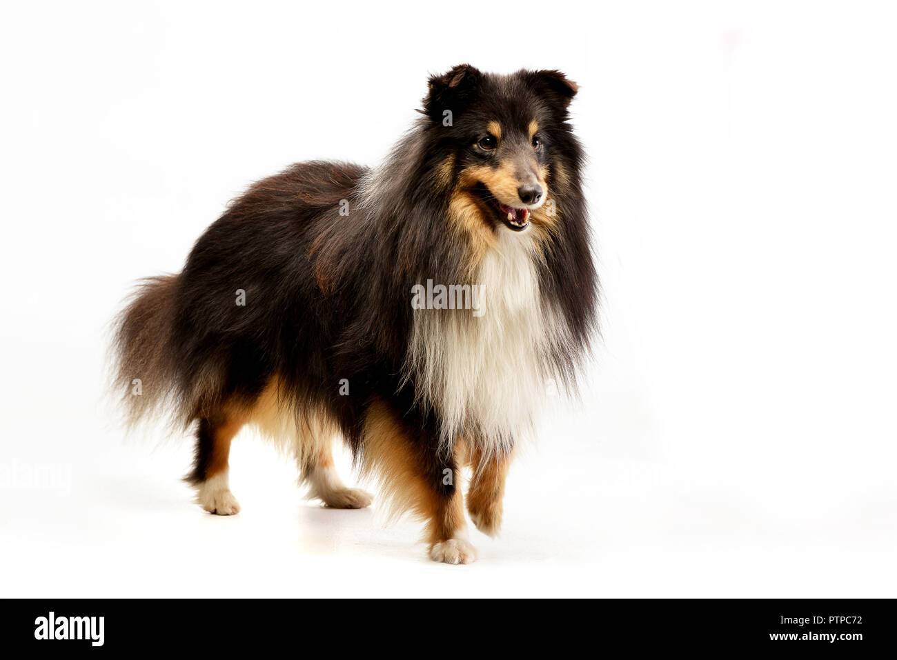 Studio shot of an adorable Sheltie standing on white background Stock ...