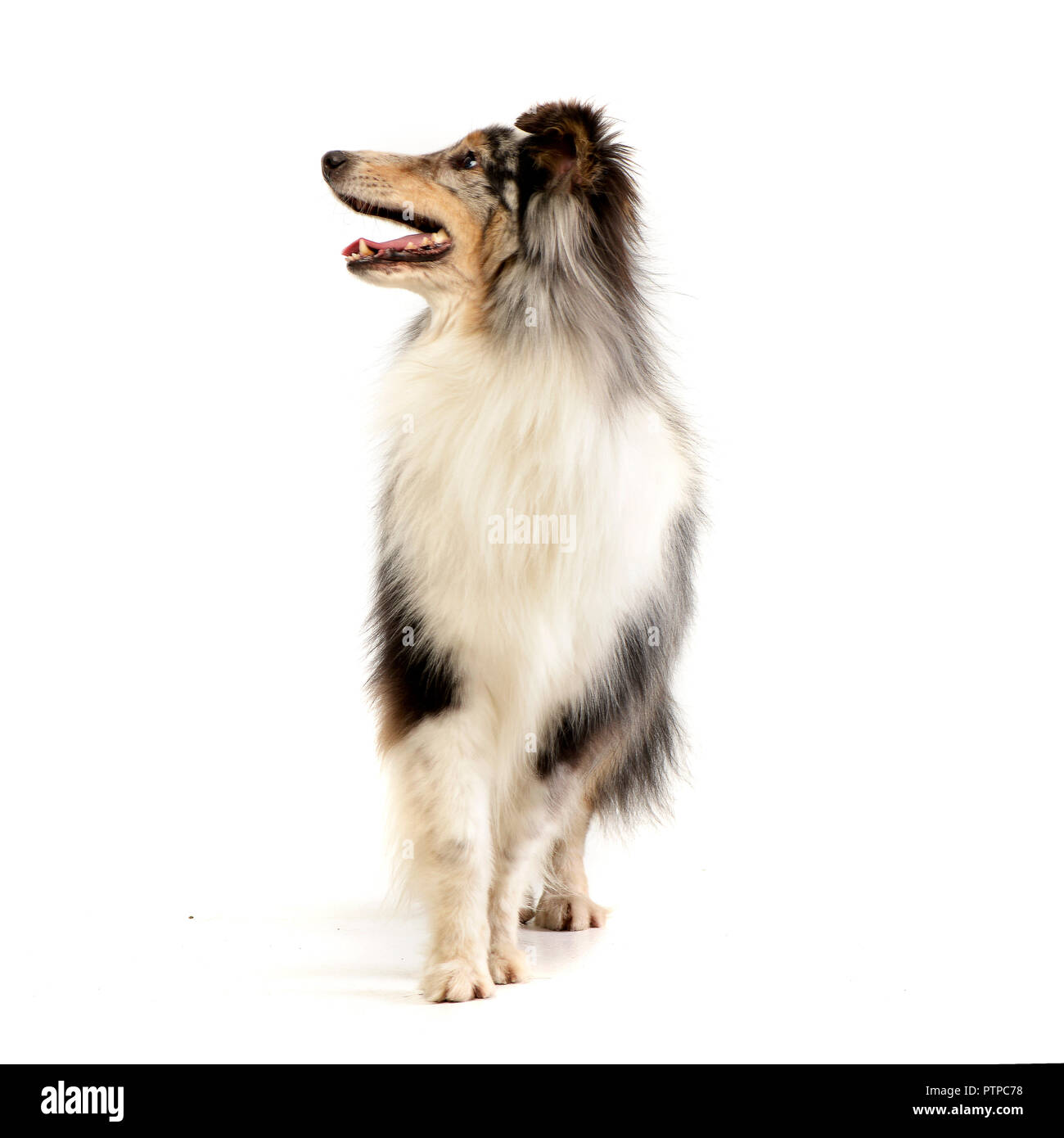 Sheltie teeth hi-res stock photography and images - Alamy