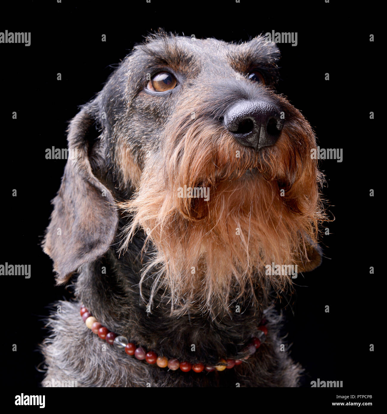 Portrait of an adorable Dachshund - studio shot, isolated on black ...