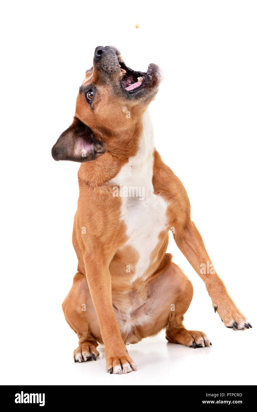 Studio shot of an angry Staffordshire Terrier sitting on white ...