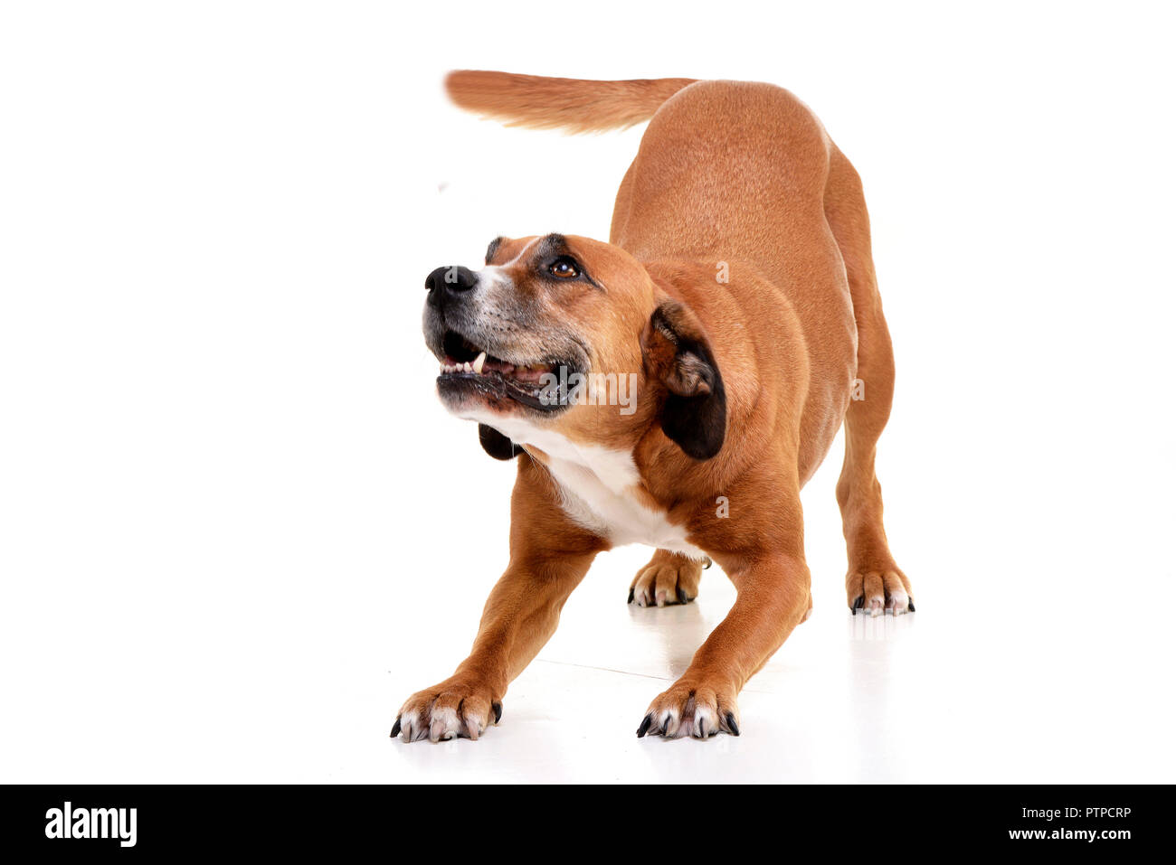 Studio shot of an angry Staffordshire Terrier standing on white ...