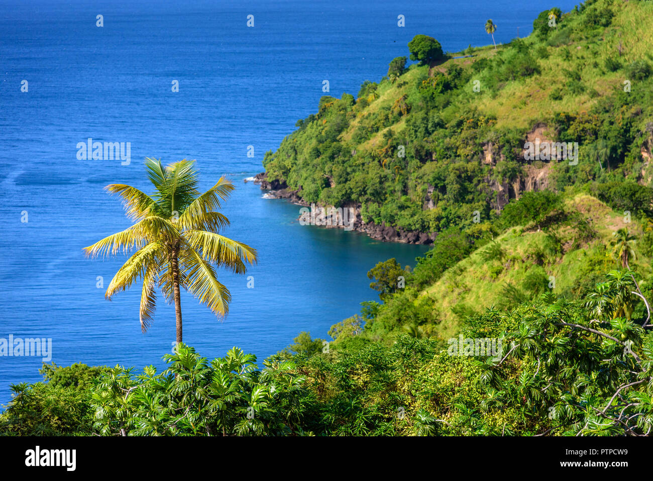Sea and palm trees in Saint Vincent and the Grenadines, beautiful ...