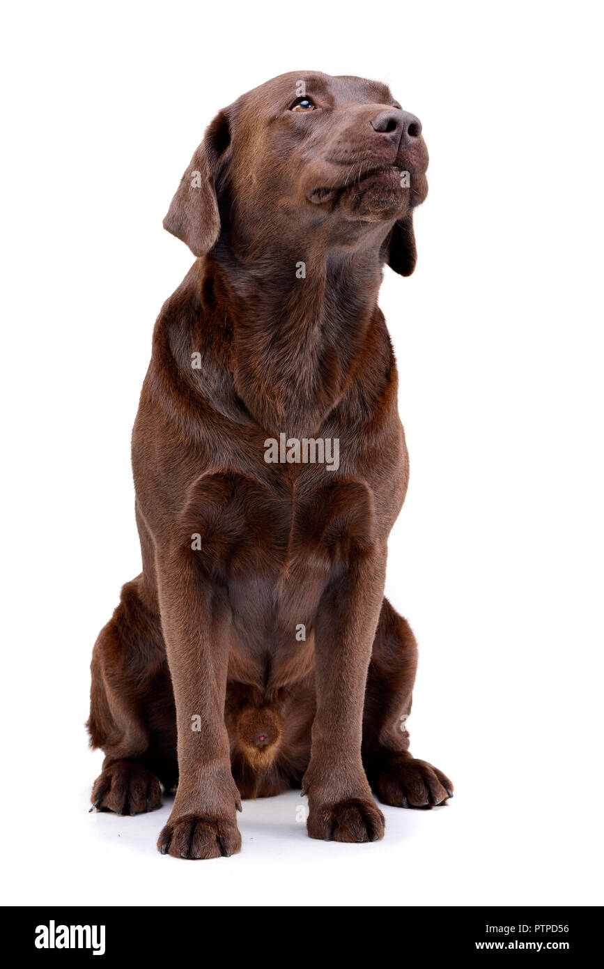 Studio shot of an adorable Labrador retriever sitting on white ...