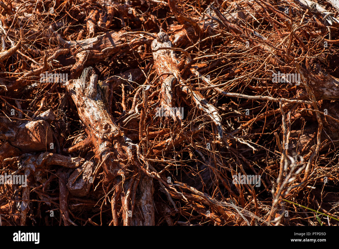 dried roots together Stock Photo - Alamy