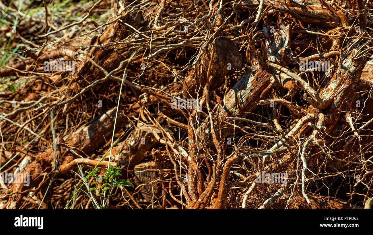 dried roots together Stock Photo - Alamy