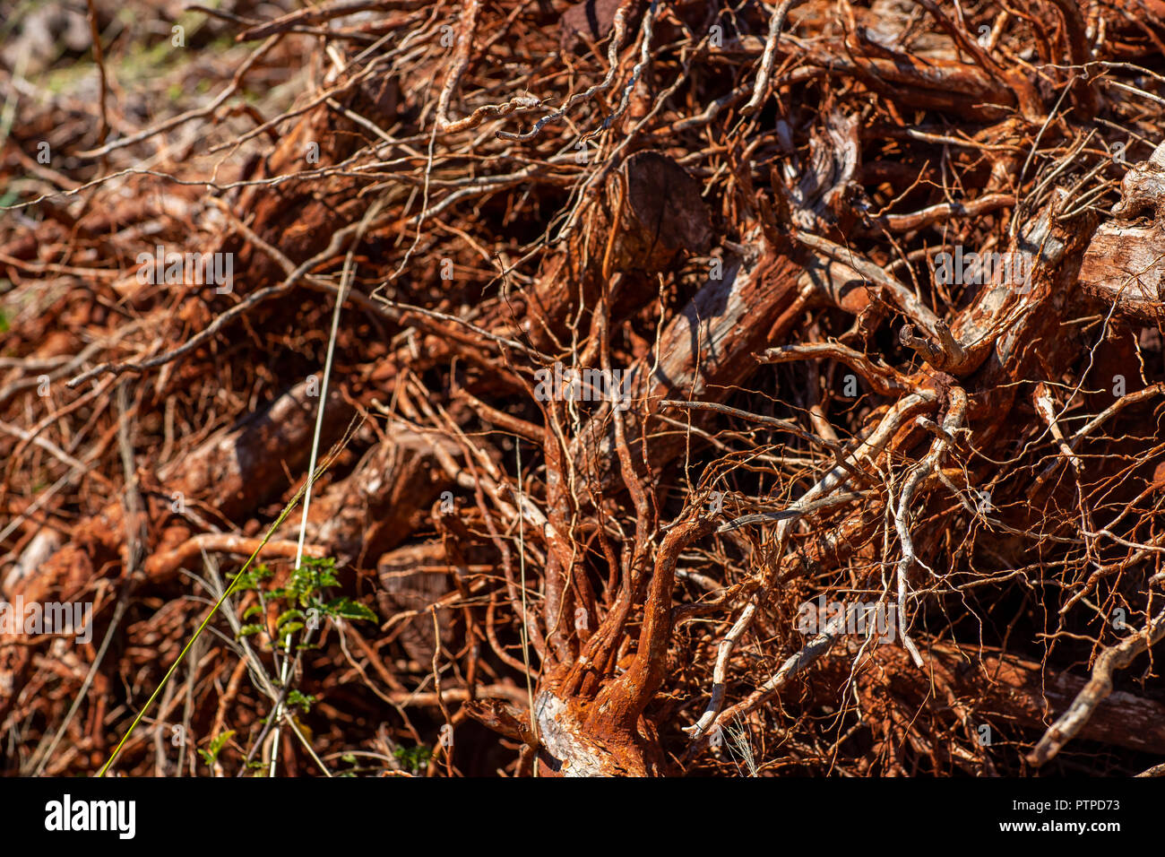 dried roots together Stock Photo - Alamy