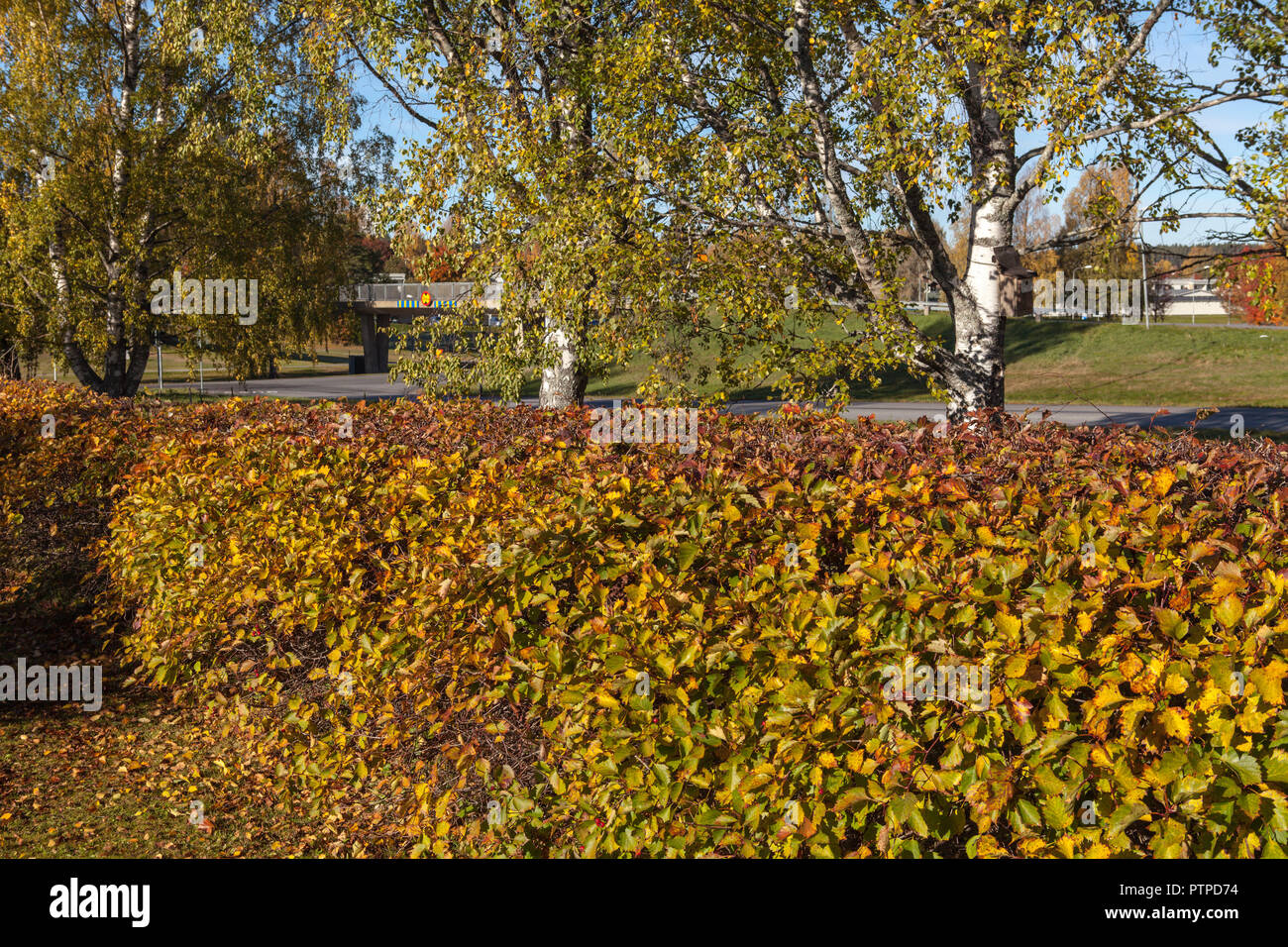 Beautiful, colorful trees and bushes this side buildings in an urban ...