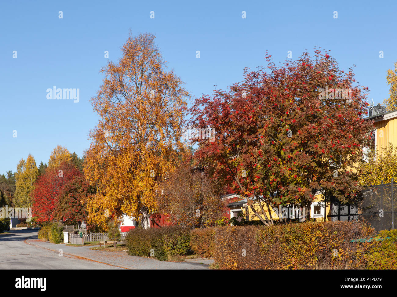 Beautiful, colorful trees and bushes this side buildings in an urban ...