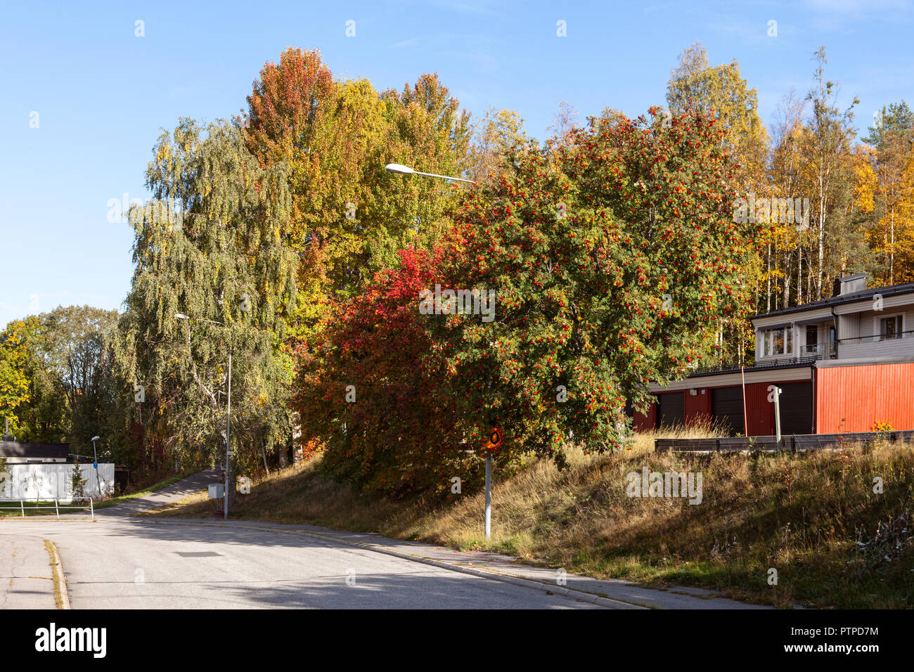 Beautiful, colorful trees and bushes this side buildings in an urban ...