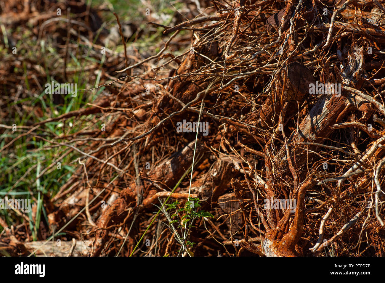 dried roots together Stock Photo - Alamy