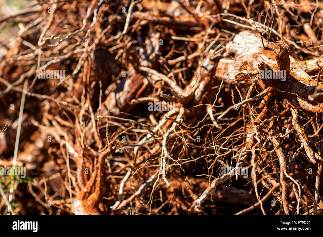 dried roots together Stock Photo - Alamy