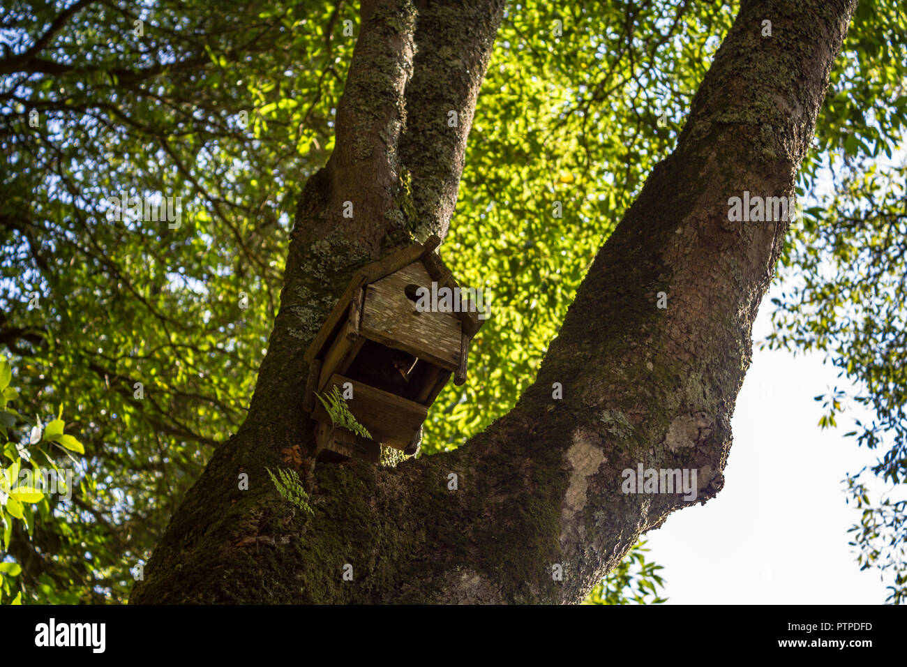 Birdhouse bird house tree hi-res stock photography and images - Alamy