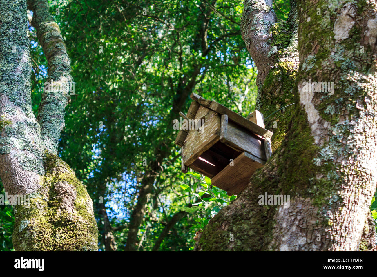 Wooden birdhouse on tree Stock Photo - Alamy
